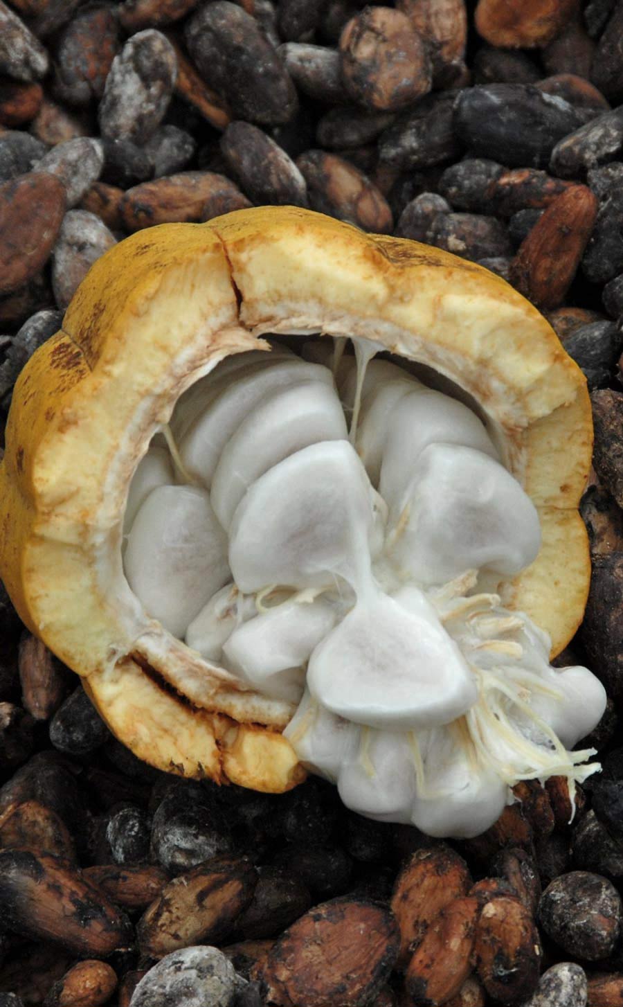 Tipos de Cacao - Anecacao